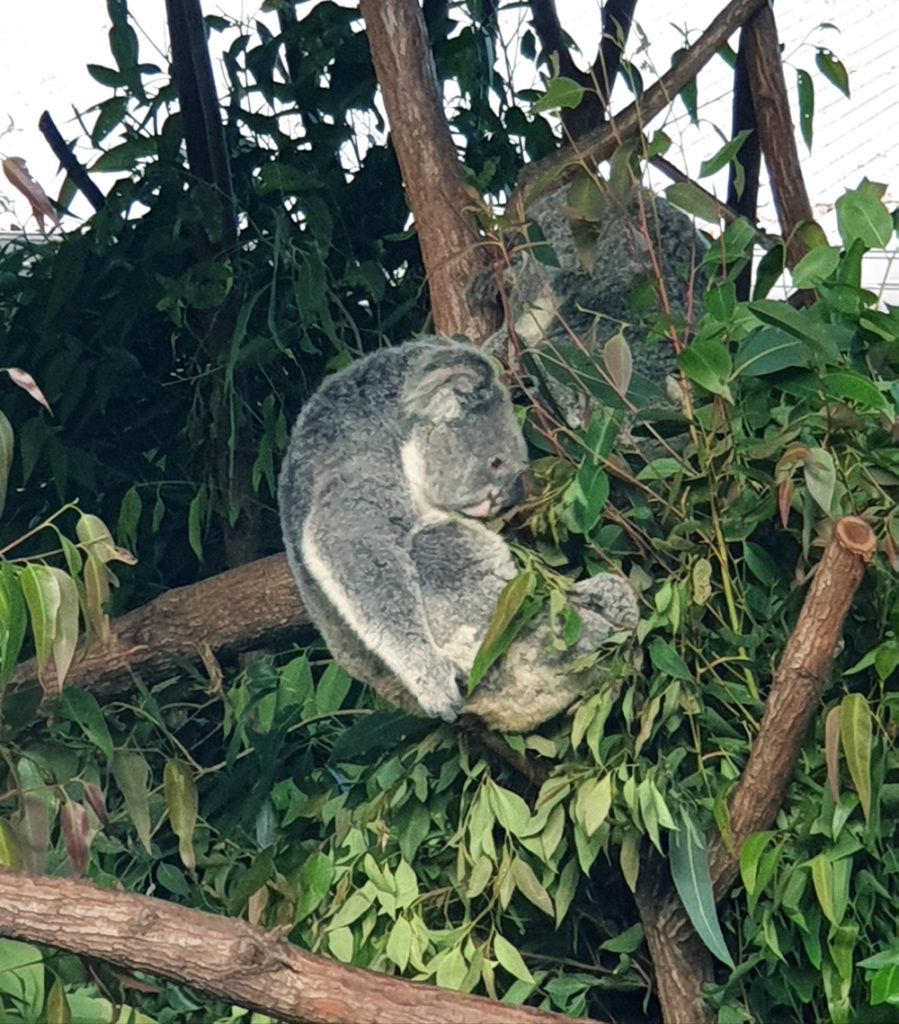 Currumbin Wildlife Sanctuary – Gold Coast – International Project ...